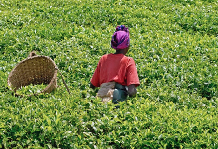 Plusieurs dizaines d’hectares de cultures d’arachides envahies