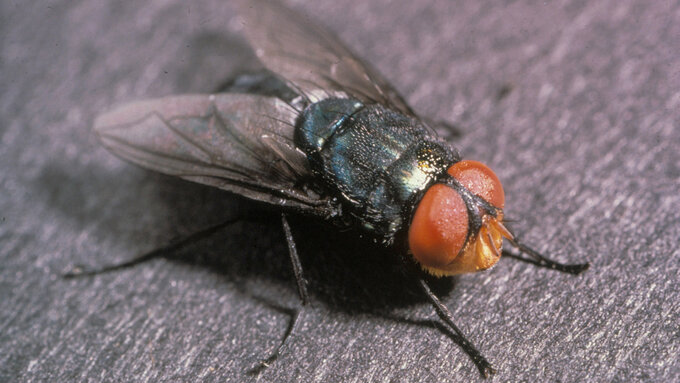 1918 cas de myiases à larves détectés au Sénégal : Pr Massamb